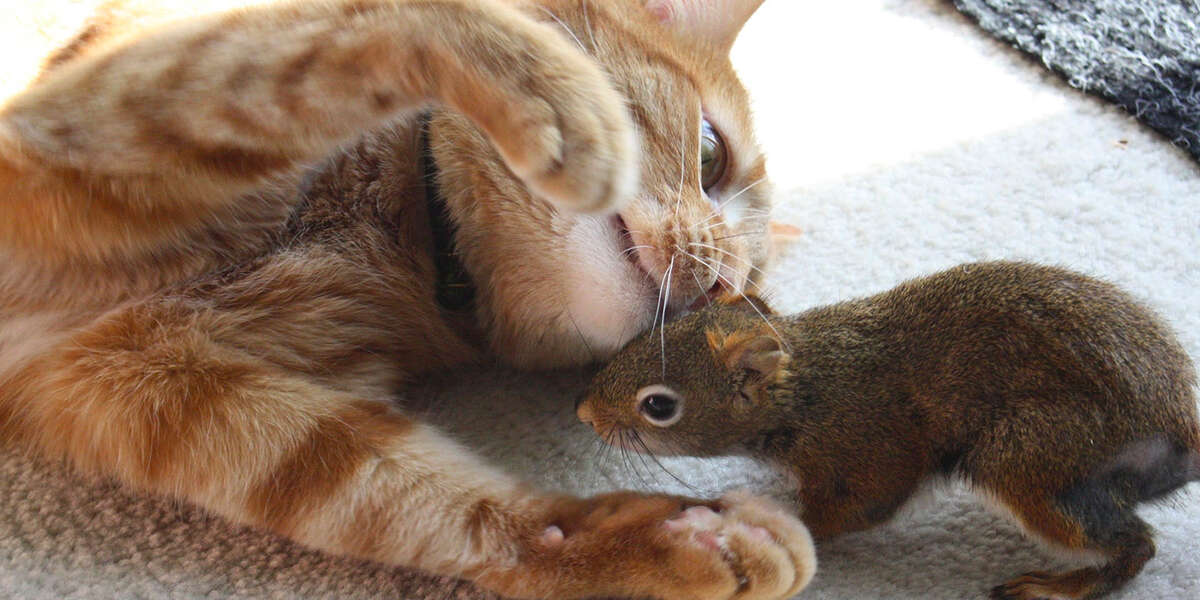 Tommy The Little Squirrel Follows Jack The Cat Everywhere He Goes ...