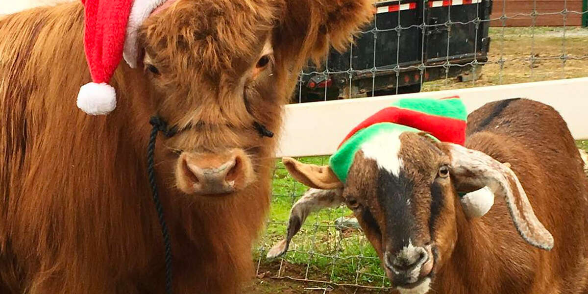 Buckley The Little Cow Gets Into Trouble With Ralphy The Goat - Videos ...