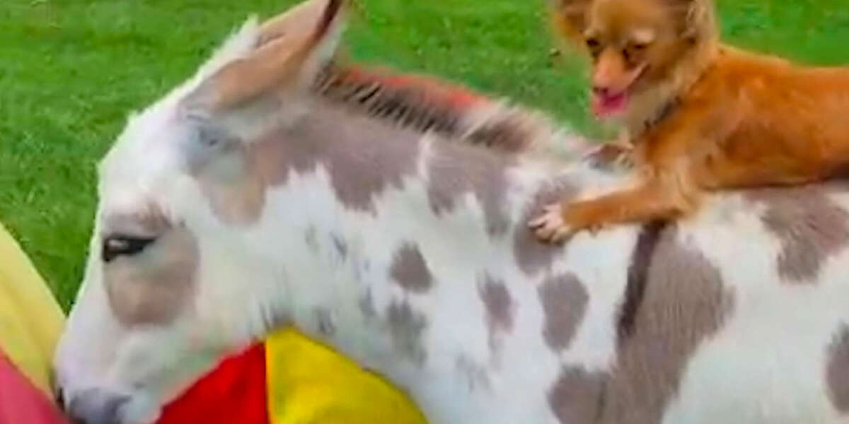 Yoda The Dog Loves To Ride On Lily The Donkey’s Back - Videos - The Dodo
