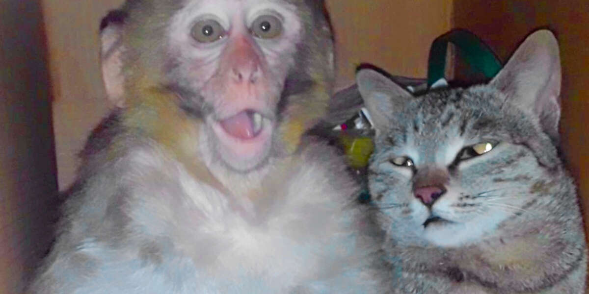 Billo The Cat Is Best Friends With A Monkey Named Avni - Videos - The Dodo