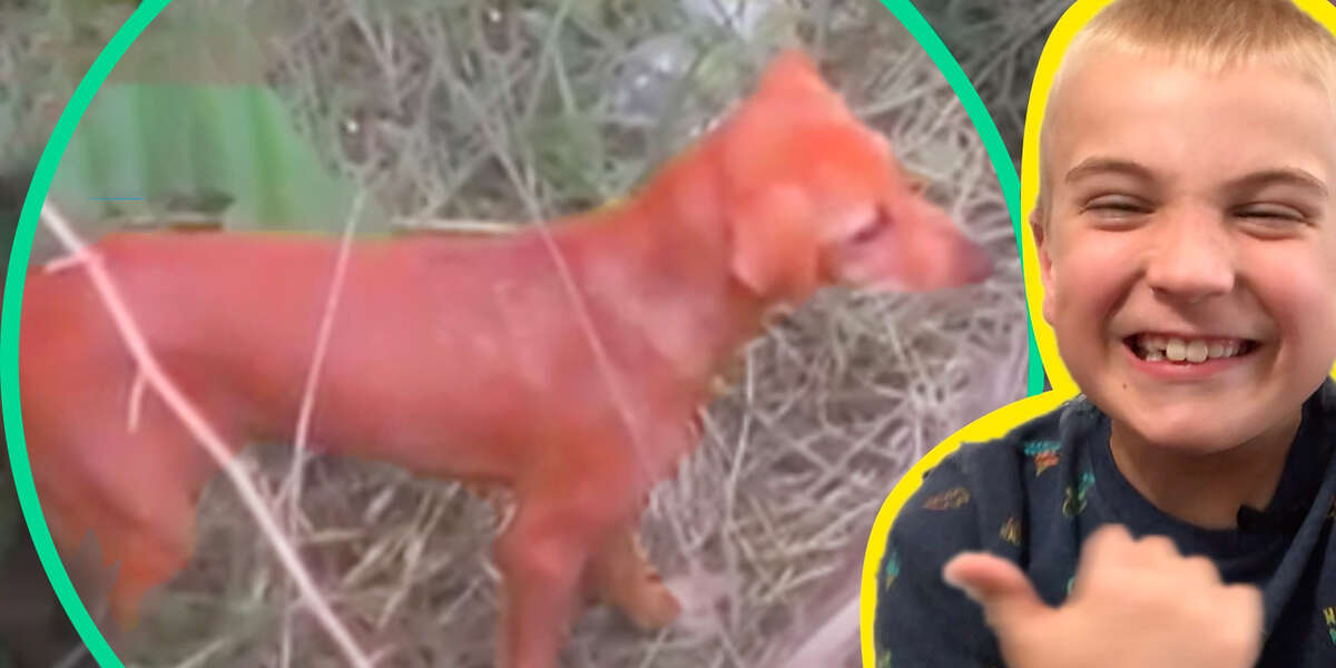 Hero Rescuer Saves Stuck Puppy — With A Special Pup Net! - Videos - The ...