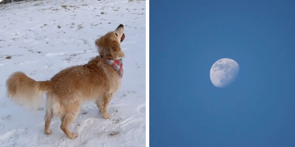 Woman Captures The Moment Her Dog First Discovers The Moon - The Dodo