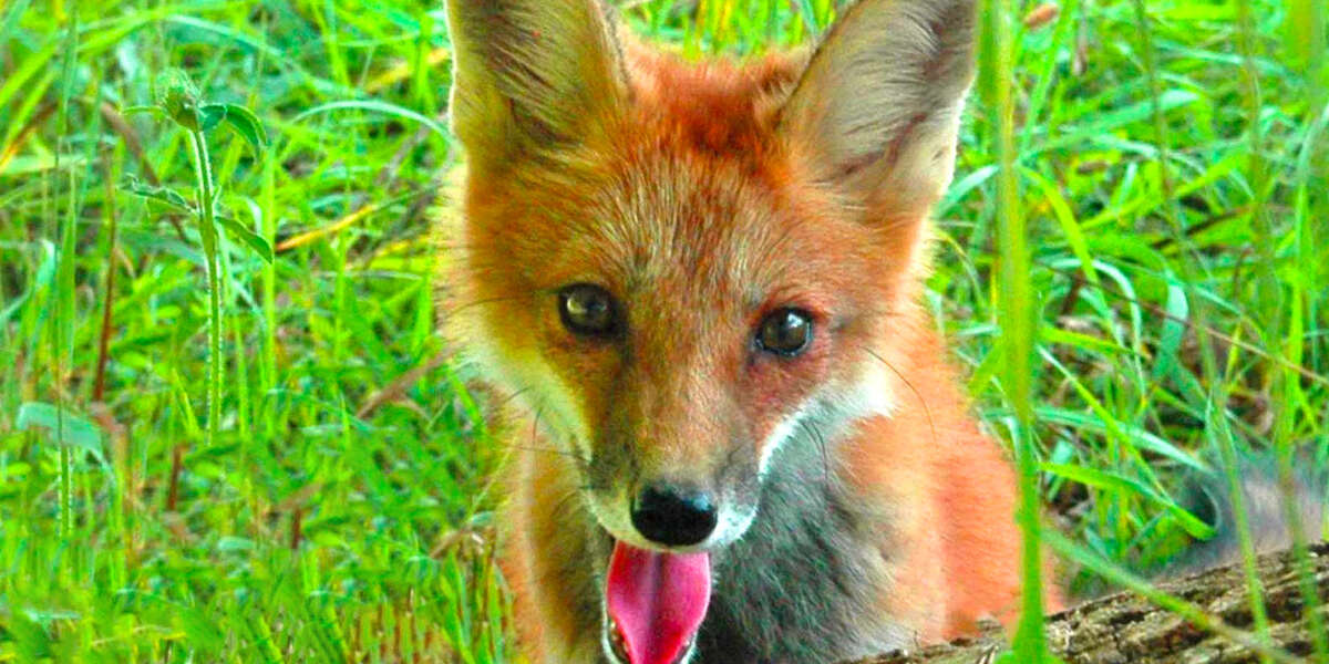 Little Fox Learns To Walk Again - Videos - The Dodo