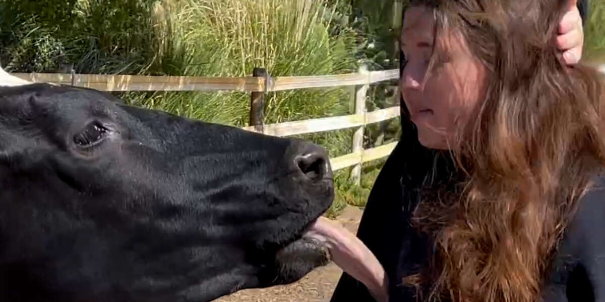 Cow With Heart On His Forehead Loves To Give Kisses - Videos - The Dodo