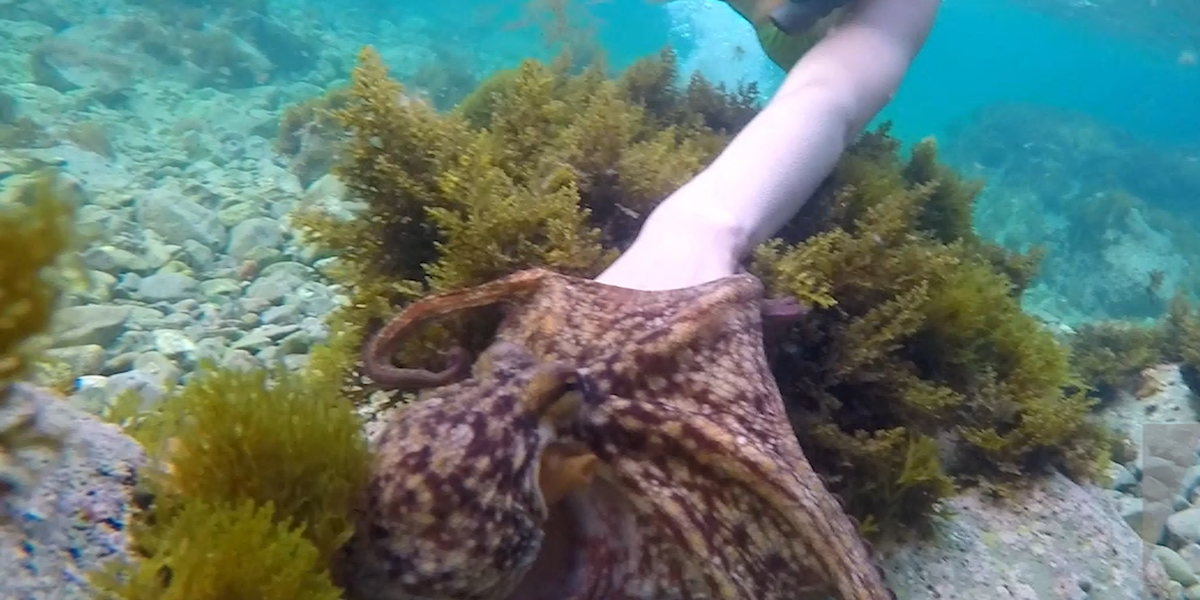 Octopus Leads Her Human Best Friend To Her Den - Videos - The Dodo