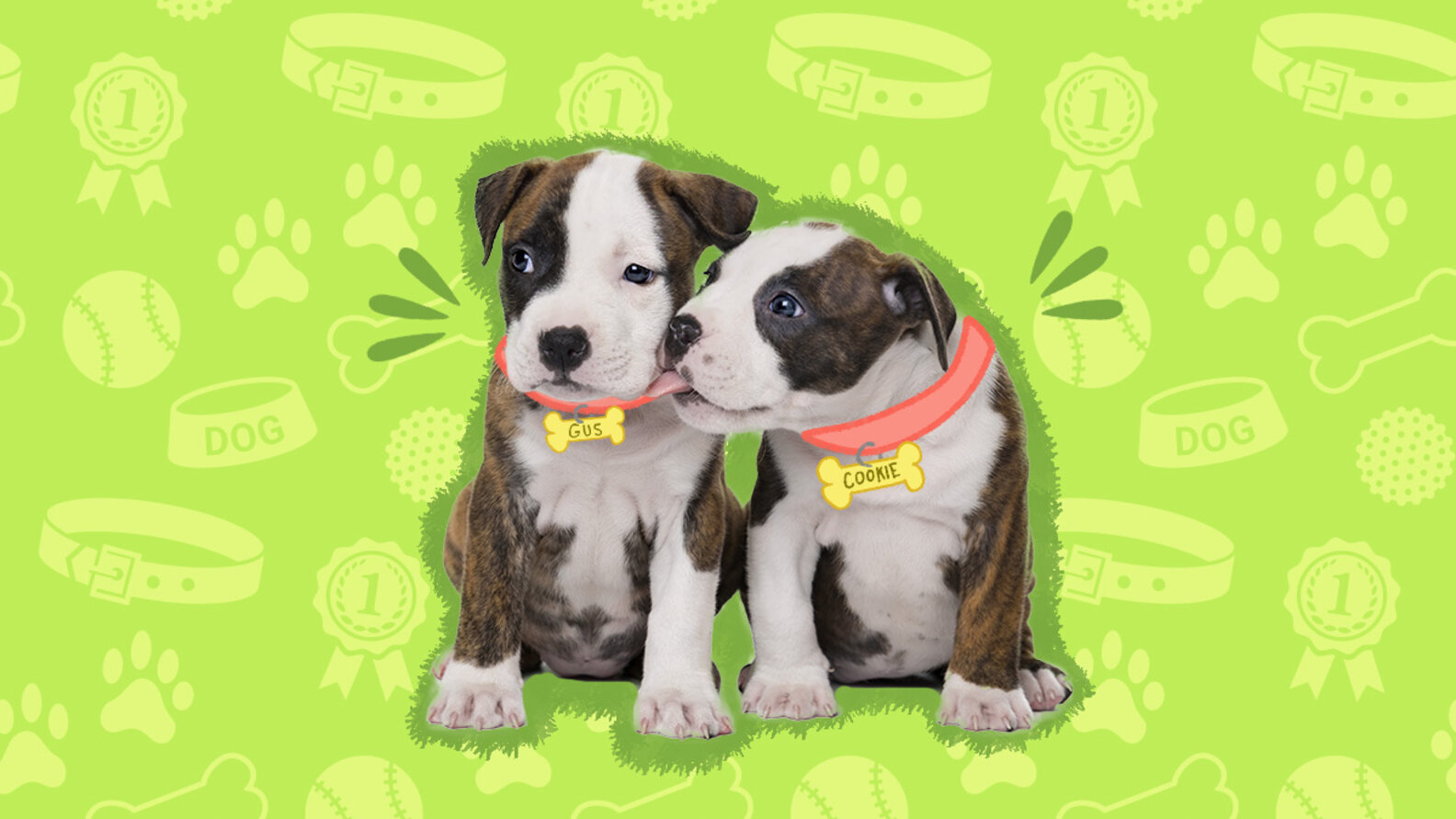 100+ Puppy Names For Boy And Girl Dogs - DodoWell - The Dodo