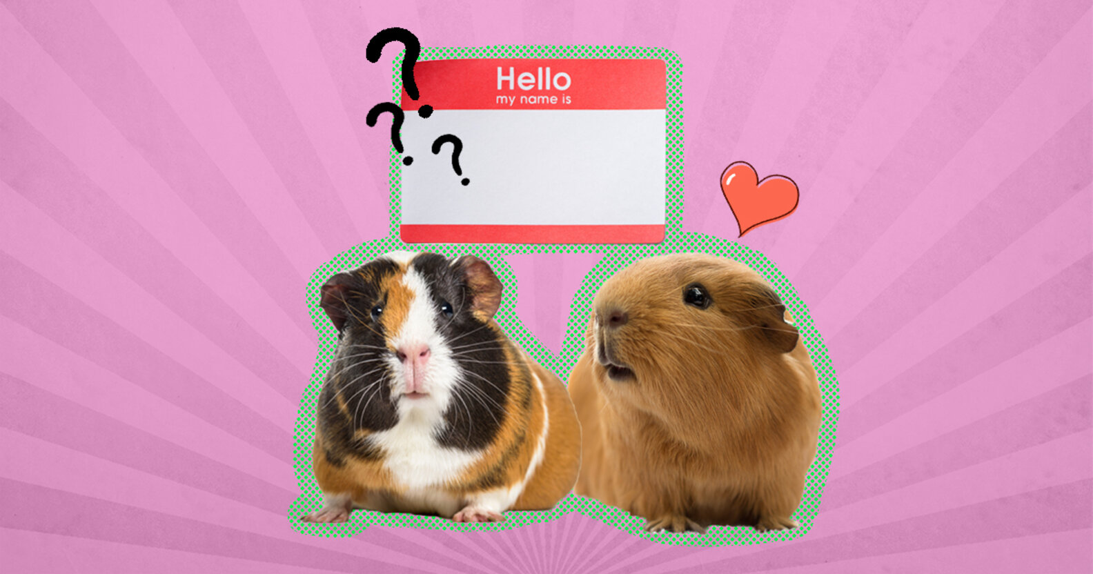 165 Guinea Pig Names For Every Personality - DodoWell - The Dodo