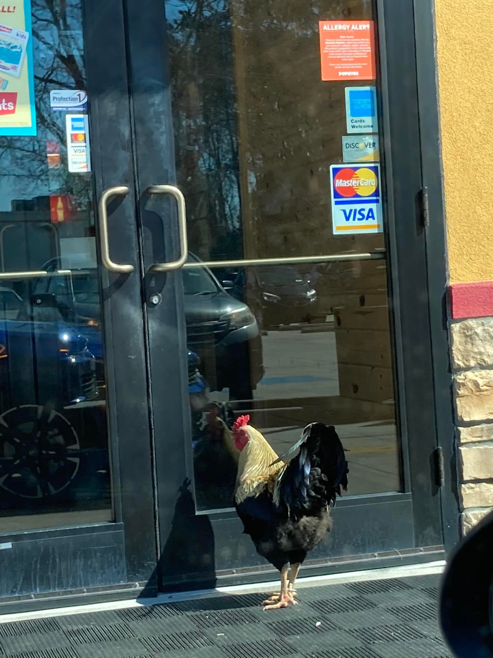 Mysterious Rooster Shows Up At Louisiana Popeyes After Hurricane And ...