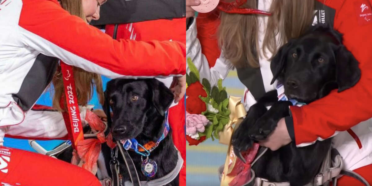Guide Dog So Excited To Receive Medal On Olympic Podium - The Dodo
