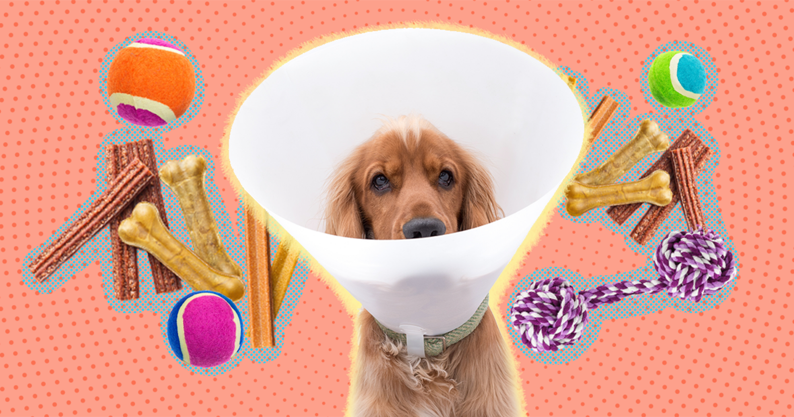 Dog Spay And Neuter Recovery: Caring For Your Pup After Surgery ...