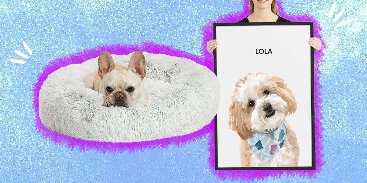 7 Dog Room Ideas To Give Your Pup Her Own Space - DodoWell - The Dodo