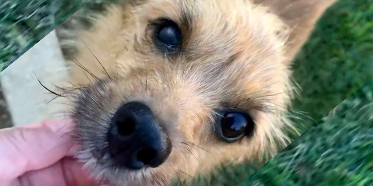 Tiny Stray Dog Couldn't Be Caught For A Whole Month - Videos - The Dodo