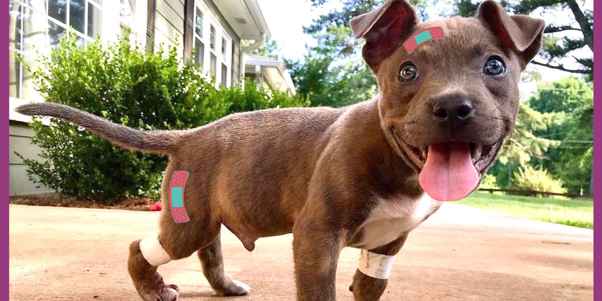 Watch The Moment This Puppy Finally Learns To Walk - Videos - The Dodo