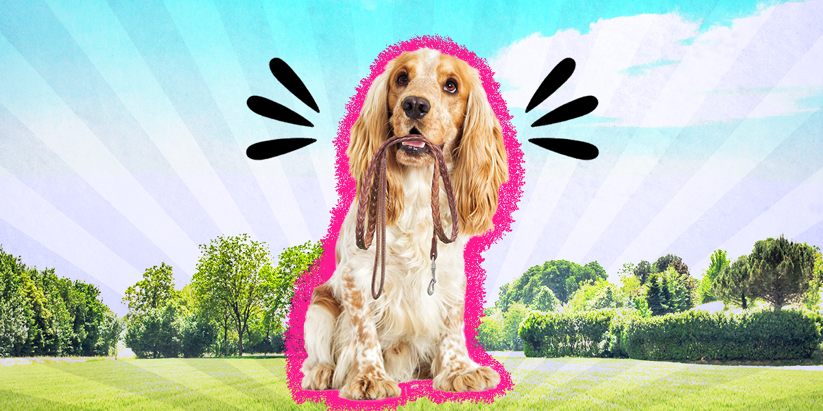 How Often Do You Walk Your Dog? - DodoWell - The Dodo