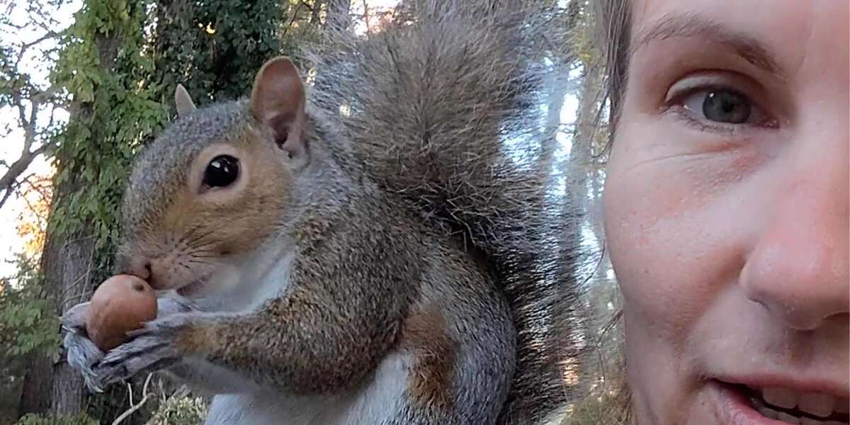 Wild Squirrel Comes Back Everyday to See Her Rescuer - Videos - The Dodo
