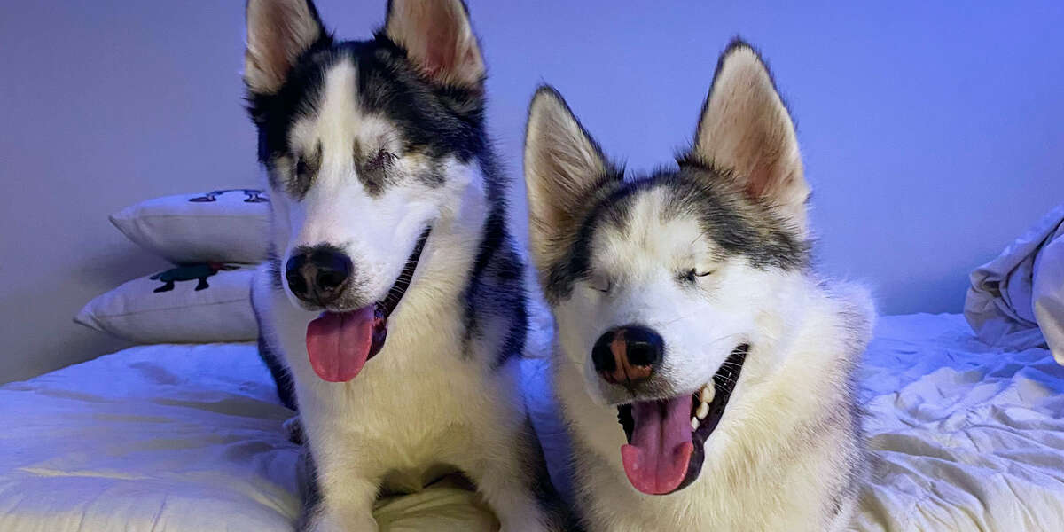 Blind Husky Teaches Her Friend An Unexpected Thing - Videos - The Dodo
