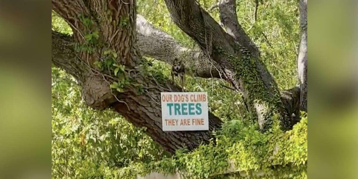Woman Spots Strange Sign On Tree — Then Notices Someone Standing Next ...