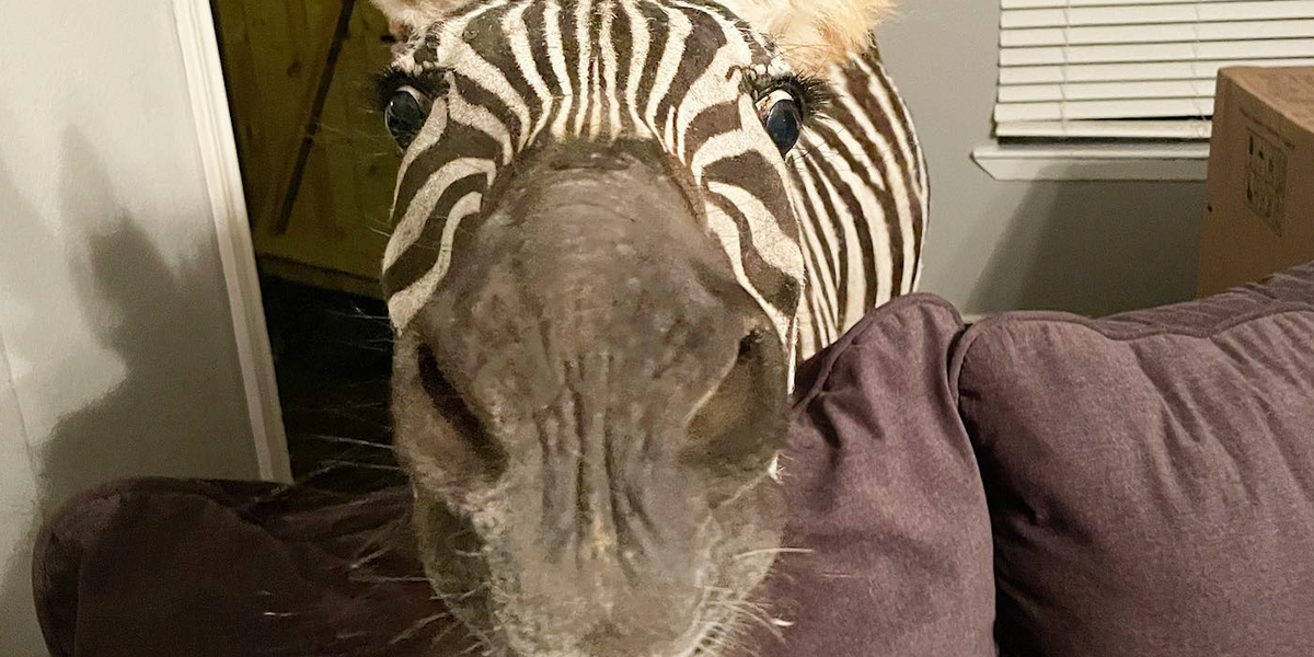 Rescue Zebra Sticks His Head In Mom's Window Every Morning - Videos ...