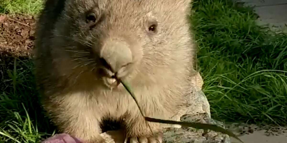 Rescued Baby Wombat Still Sleeps With His Stuffed Animals Once He's ...