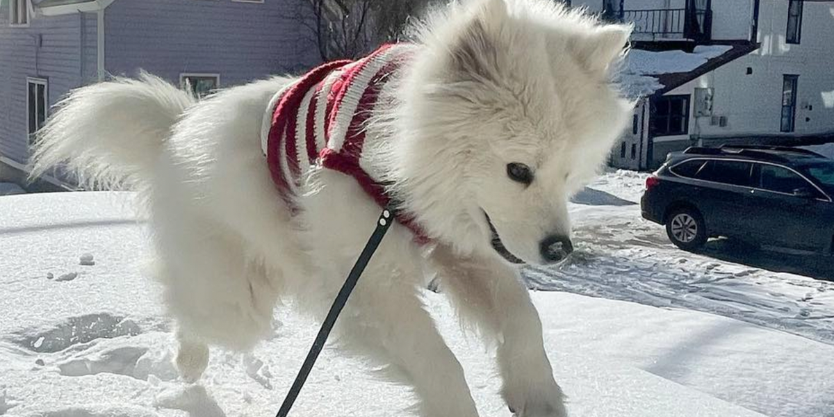 Fluffy Rescue Dog Travels Across The World To Meet His New Mom - Videos ...
