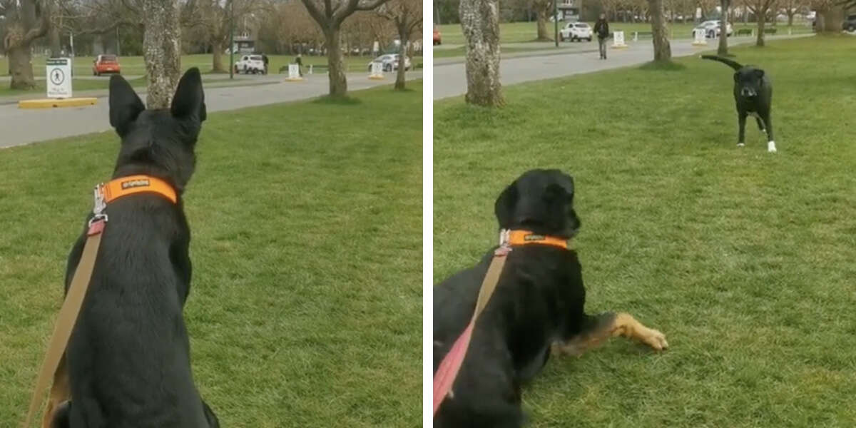 Dog Sees Someone Approaching From The Distance — Then Realizes She ...