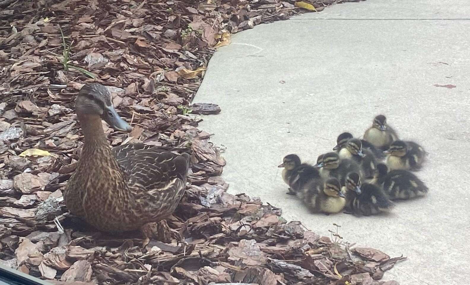 Mama Duck Flies Into Maternity Ward And Delivers 10 Adorable Babies ...