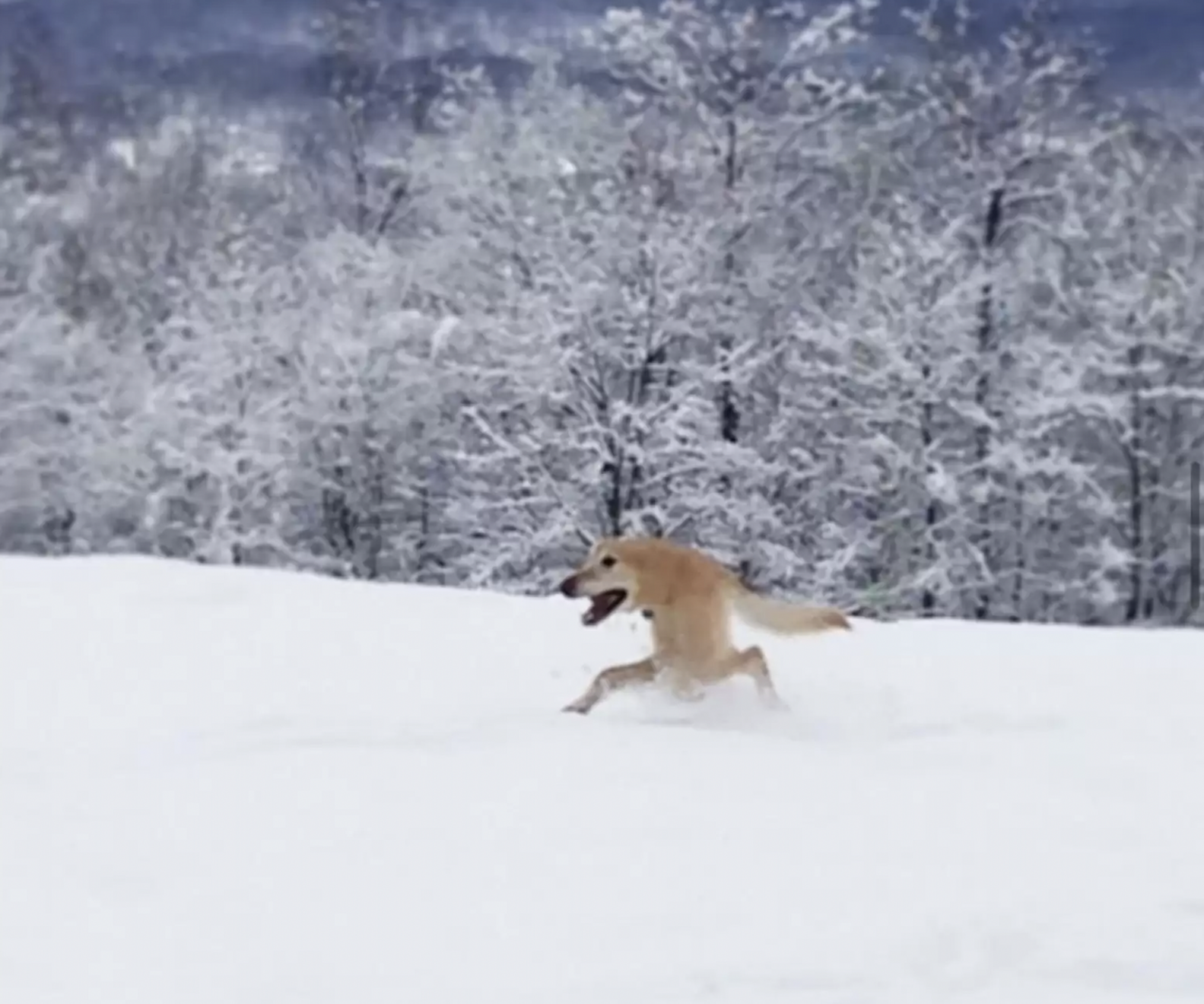 April Fools Pet Pranks: 5 Hilarious Tricks Dogs Have Played On Their ...