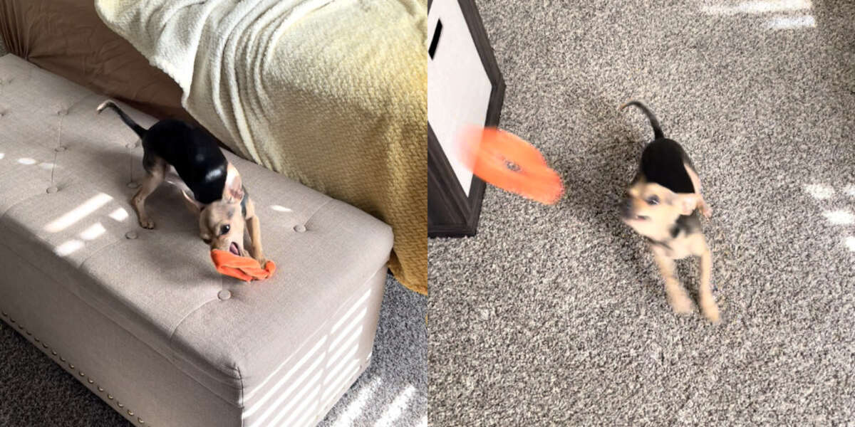 Dog Invents The Best Game Using Scrunchies - The Dodo