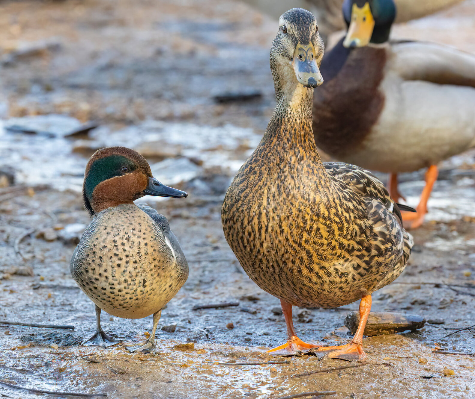 Tiny Duck Is Obsessed With Giant Girlfriend Three Times His Size - The Dodo