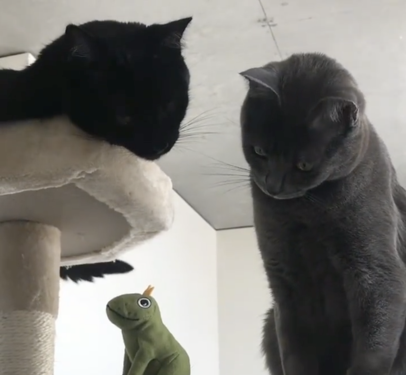 Cat Has Tons Of Toys And All Of Them Are Frogs - The Dodo