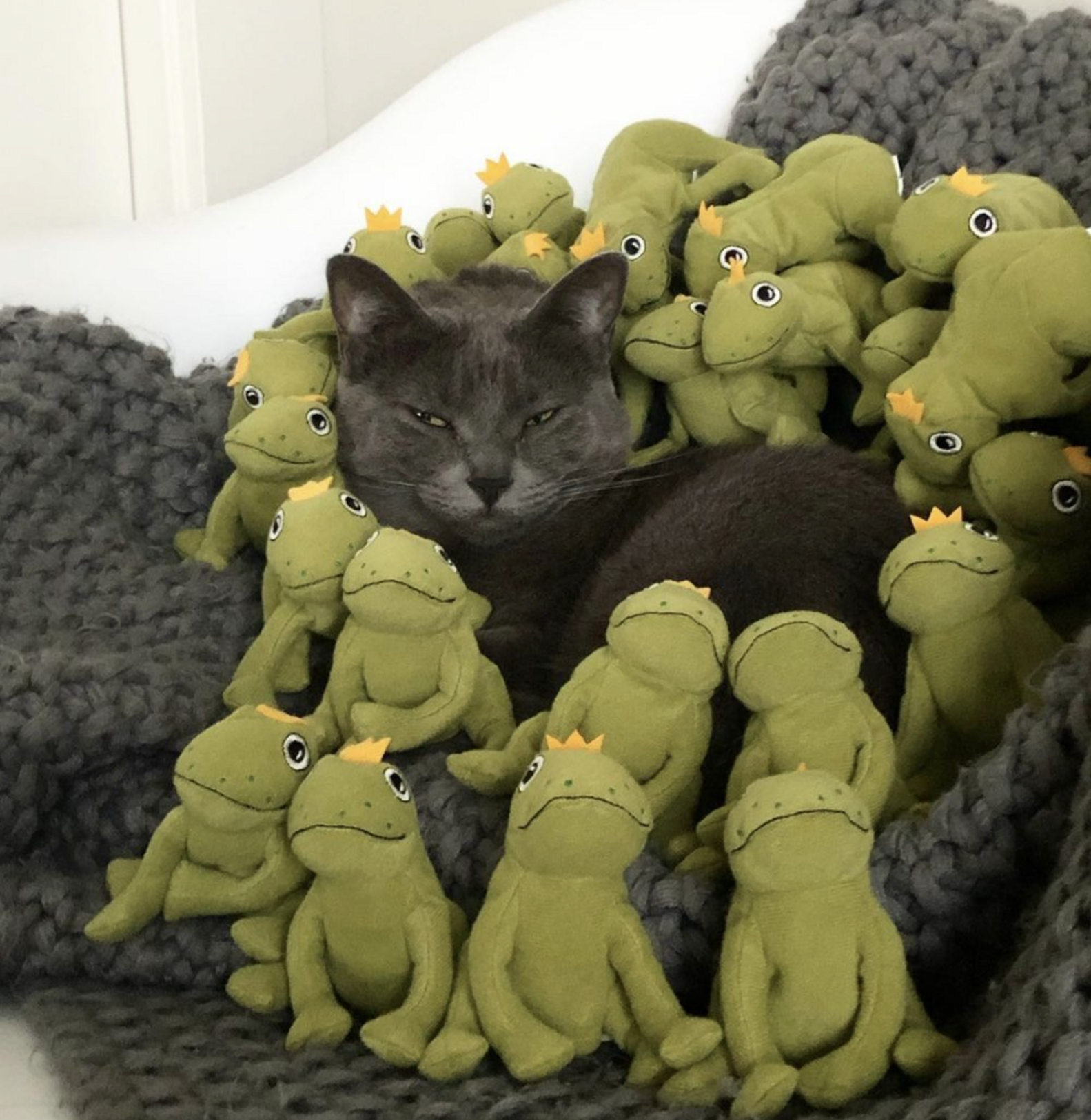 Cat Has Tons Of Toys And All Of Them Are Frogs - The Dodo