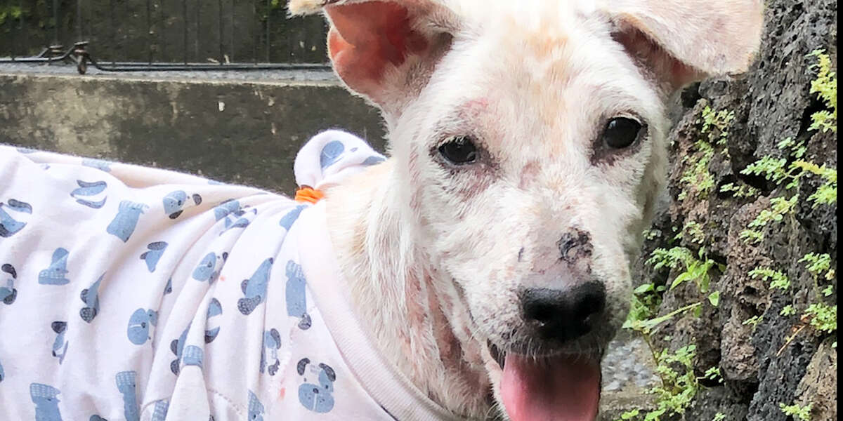 Tiny, Hairless Dog is Spotted On The Side Of The Road - Videos - The Dodo