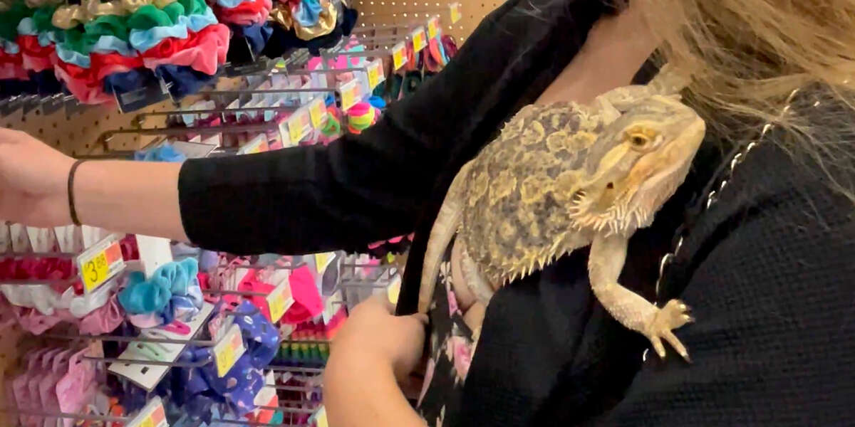 Lizard Obsessed With His Mom Even Goes To Walmart With Her - Videos ...