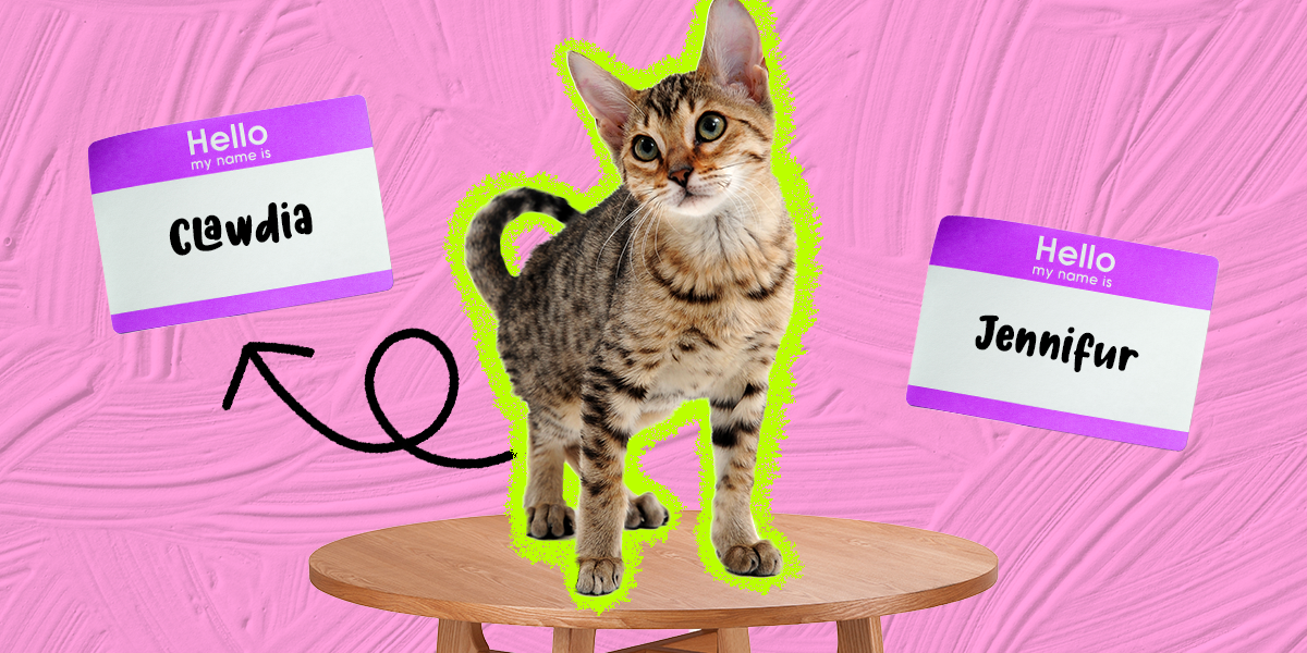 100 Funny Cat Names For Your Goofball DodoWell The Dodo