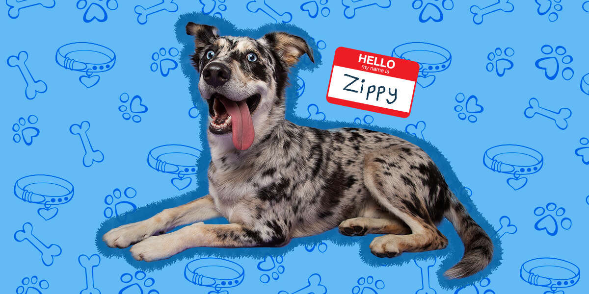 100 Funny Dog Names For Your Goofy BFF DodoWell The Dodo