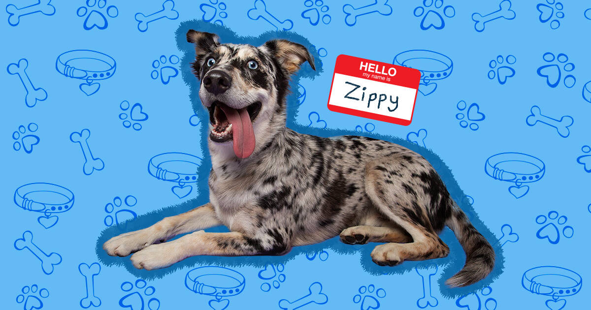 100 Funny Dog Names For Your Goofy BFF DodoWell The Dodo