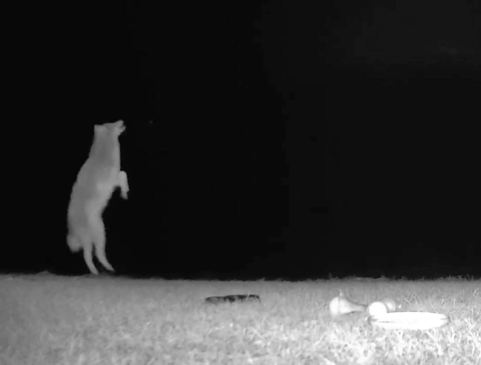 Camera Catches Coyote Having A Blast With Toys Dog Left In The Yard ...