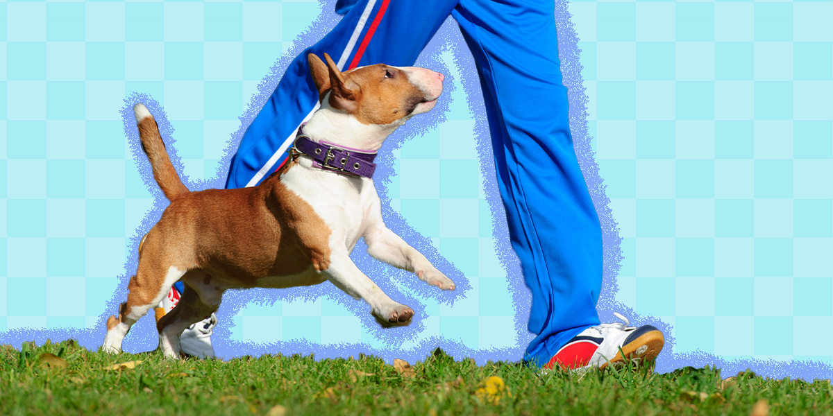 The Ultimate Guide For How To Exercise With Your Dog - DodoWell - The Dodo
