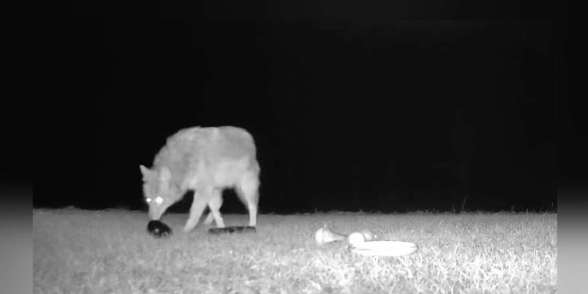 Camera Catches Coyote Having A Blast With Toys Dog Left In The Yard ...