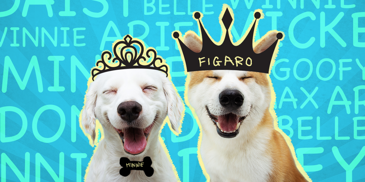 Disney Dog Names: 100+ That Are Absolutely Magical - DodoWell - The Dodo