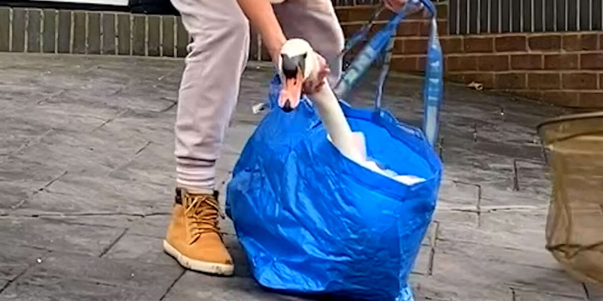 Deaf Woman Rescues Mute Swan - Videos - The Dodo