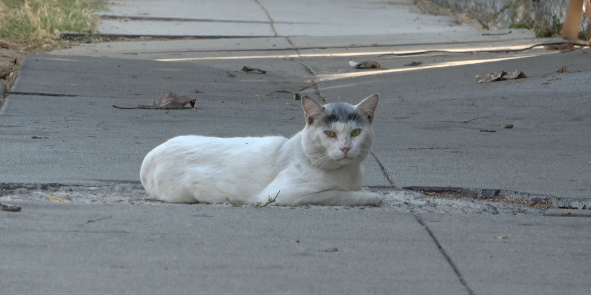 Tiny Rescue Kittens Get Their First Bath - Videos - The Dodo