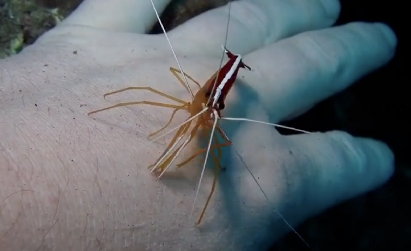Diver Gets Weekly Teeth Cleanings From The Same Friendly Shrimp - The Dodo