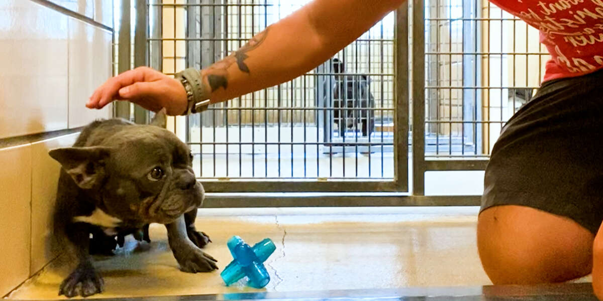 Terrified Frenchie Learns How To Feel Safe And Loved For The First Time ...