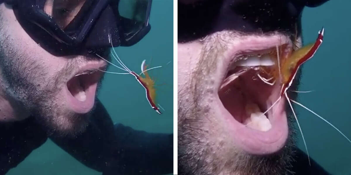 Diver Gets Weekly Teeth Cleanings From The Same Friendly Shrimp - The Dodo