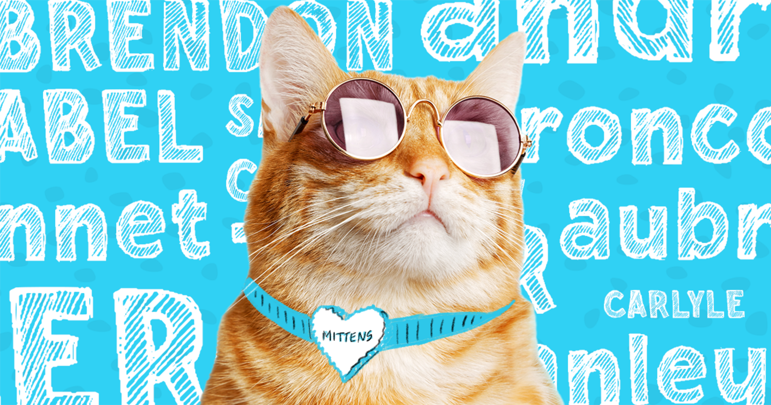 Boy Cat Names 160 Options For Your Male Cat DodoWell The Dodo