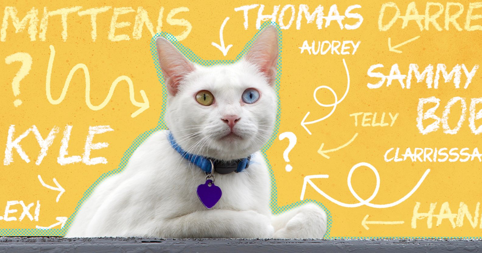 210+ Unique Cat Names For Every Personality - DodoWell - The Dodo