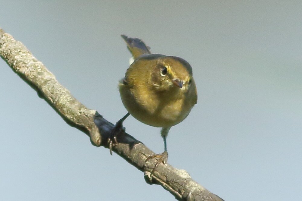 Guy Captures Photo Of Bird Without Wings - The Dodo