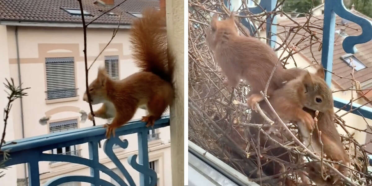 Couple Watches In Awe As Squirrel Starts A Family Outside Their Window ...