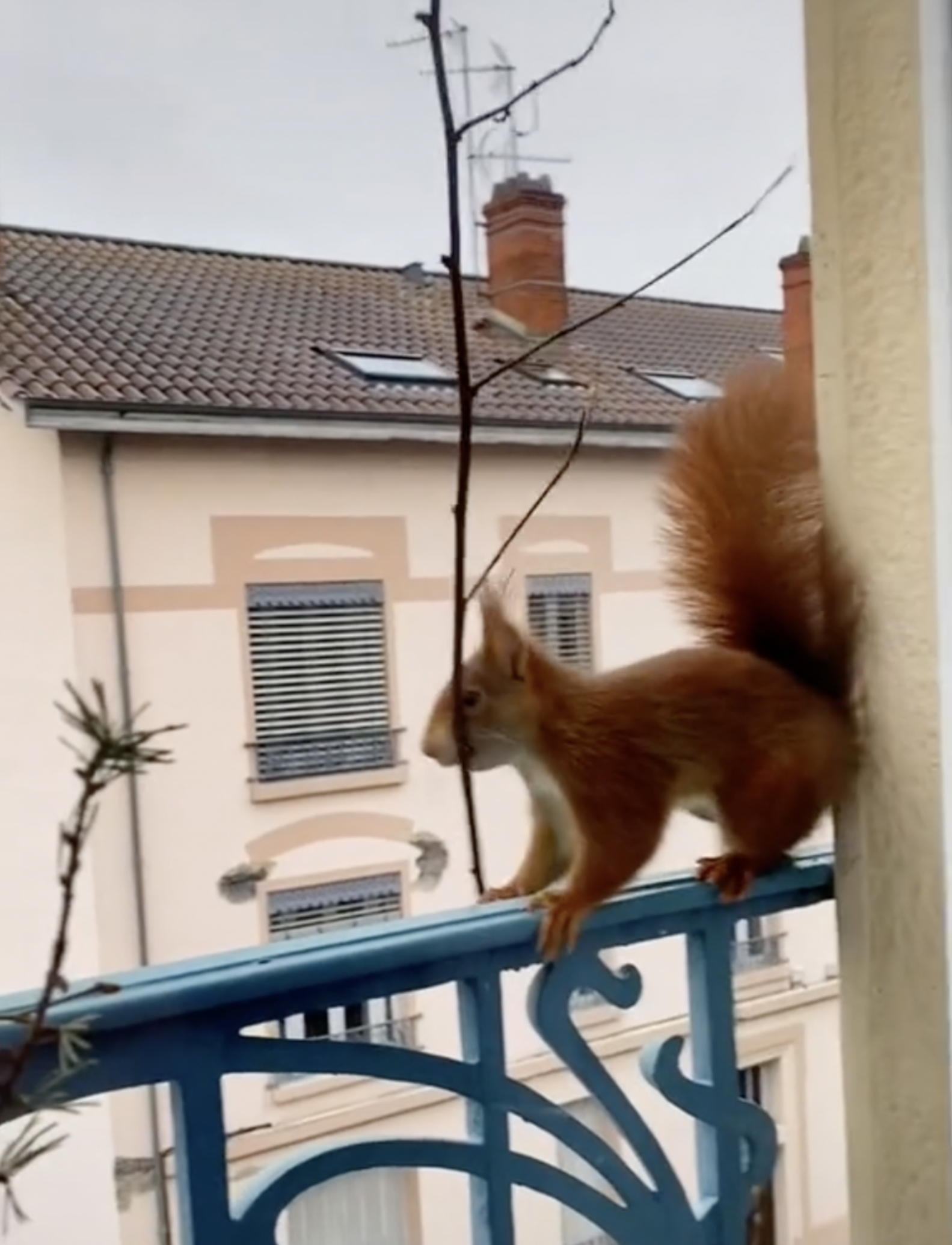 Couple Watches In Awe As Squirrel Starts A Family Outside Their Window ...